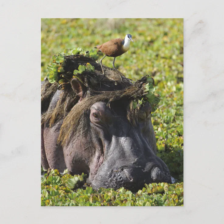Jacana standing on hippo's (Hippopotamus Postcard | Zazzle