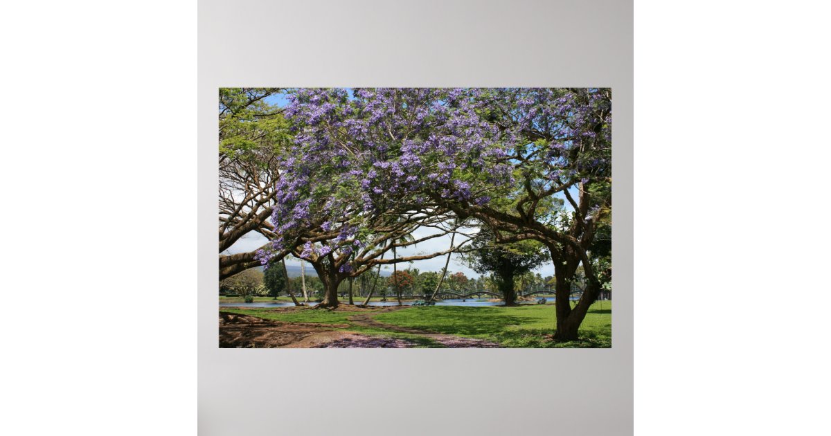 Jacaranda in Bloom Poster | Zazzle