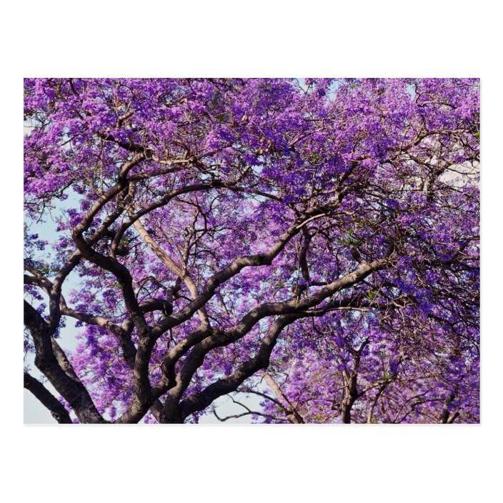 Jacaranda tree in spring bloom flowers postcard | Zazzle.com