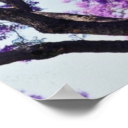 Jacaranda tree in spring bloom flowers poster | Zazzle