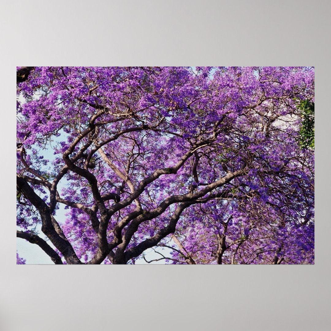 Jacaranda tree in spring bloom flowers poster | Zazzle