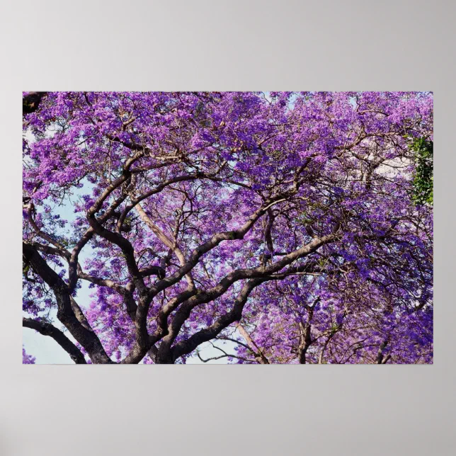Jacaranda tree in spring bloom flowers poster | Zazzle