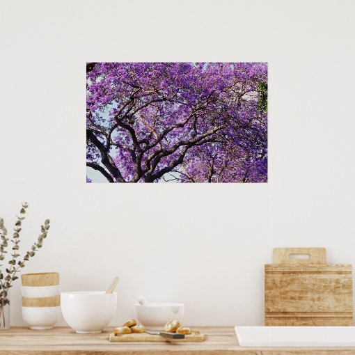 Jacaranda tree in spring bloom flowers poster | Zazzle