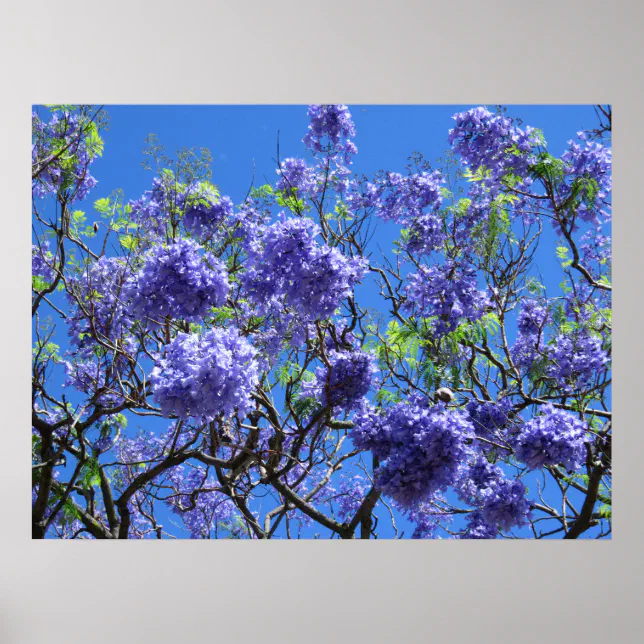 Jacaranda Tree Poster | Zazzle