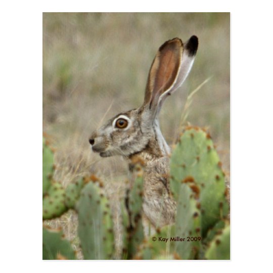 Jack Rabbit - Cactus - 2 - 2009 Postcard | Zazzle.com