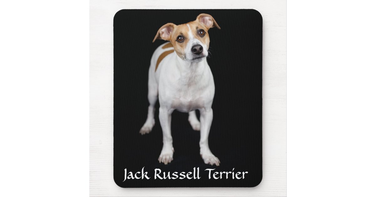 Jack Russell Terrier Portrait Mousepad | Zazzle