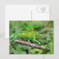 Jacksons Chameleon Postcard | Zazzle