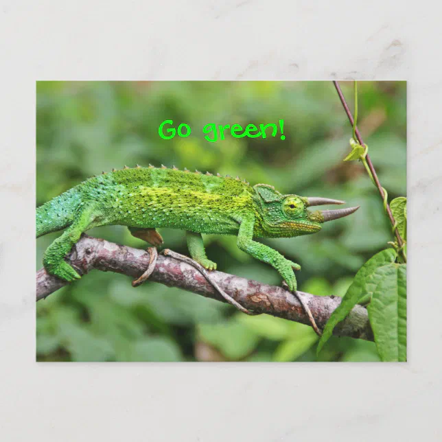 Jacksons Chameleon Postcard | Zazzle