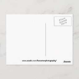 Jacksons Chameleon Postcard | Zazzle