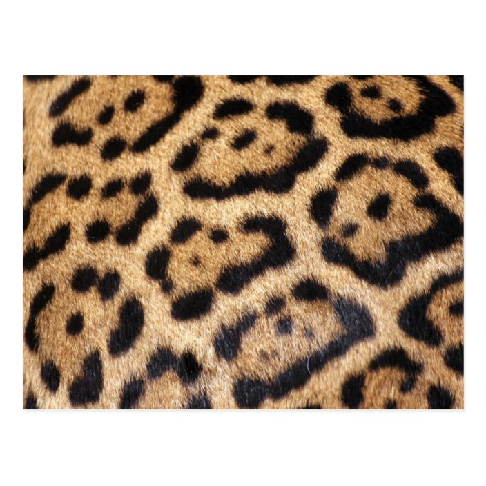 Jaguar Fur Photo Print Postcard | Zazzle.com