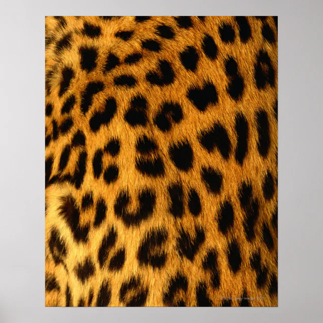 Jaguar Fur Poster | Zazzle