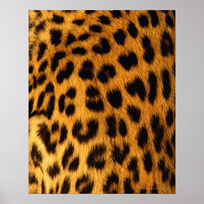 Jaguar Fur Poster | Zazzle.com