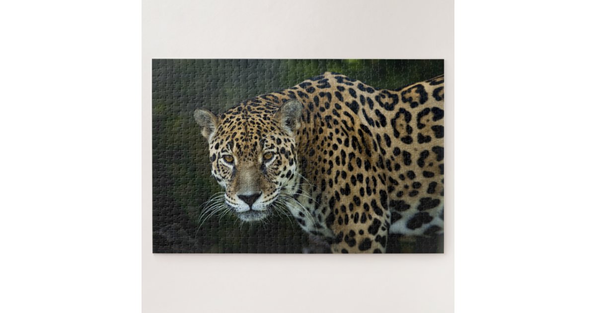 Jaguar Jigsaw Puzzle | Zazzle