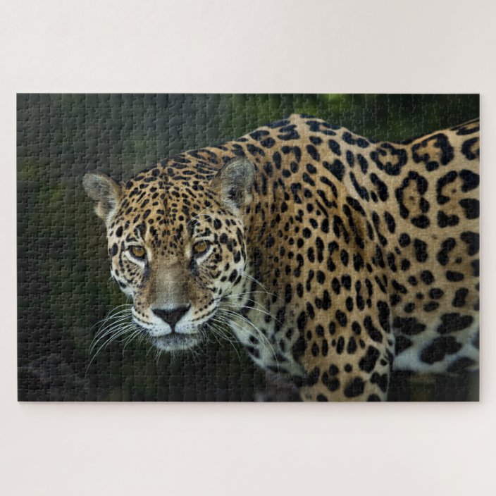 Jaguar Jigsaw Puzzle | Zazzle.com