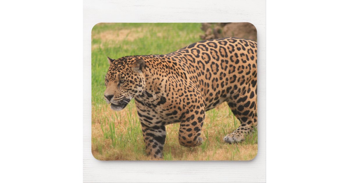 Jaguar Mouse Pad | Zazzle