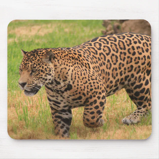Jaguar Mouse Pad | Zazzle
