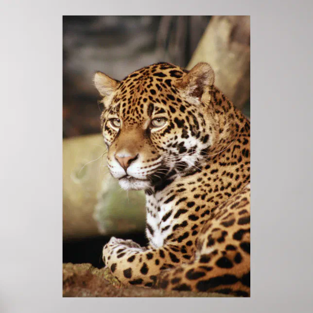 Jaguar Poster | Zazzle