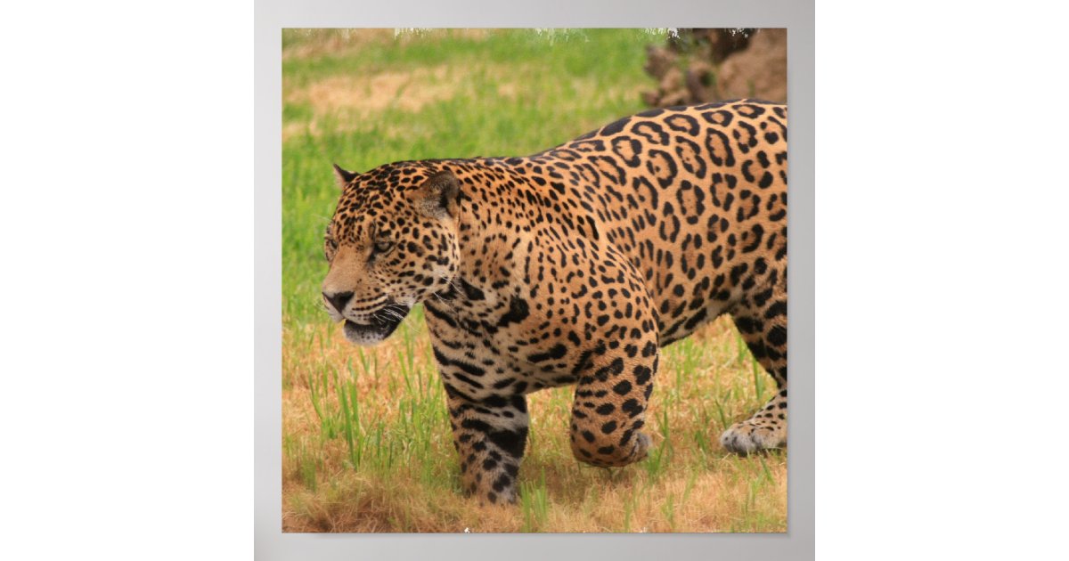 Jaguar Poster Print | Zazzle