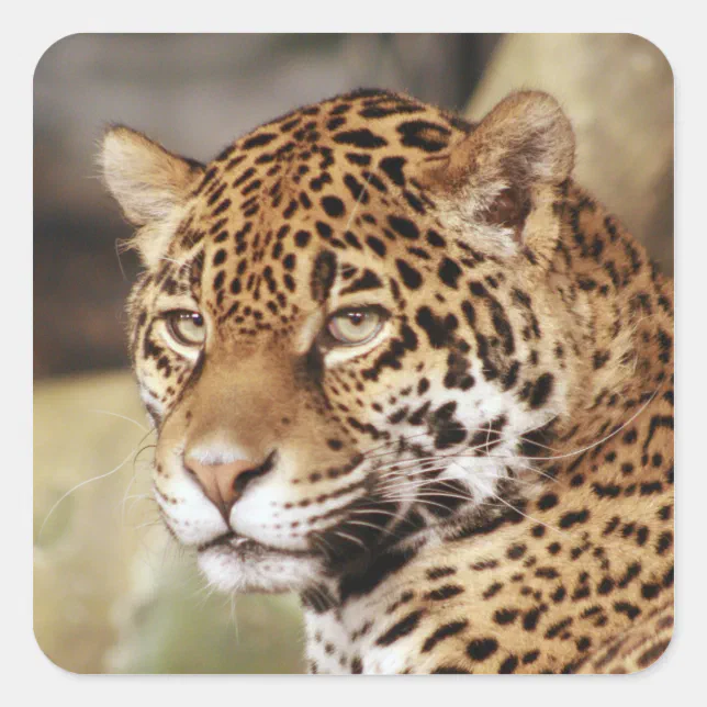 Jaguar Sticker | Zazzle