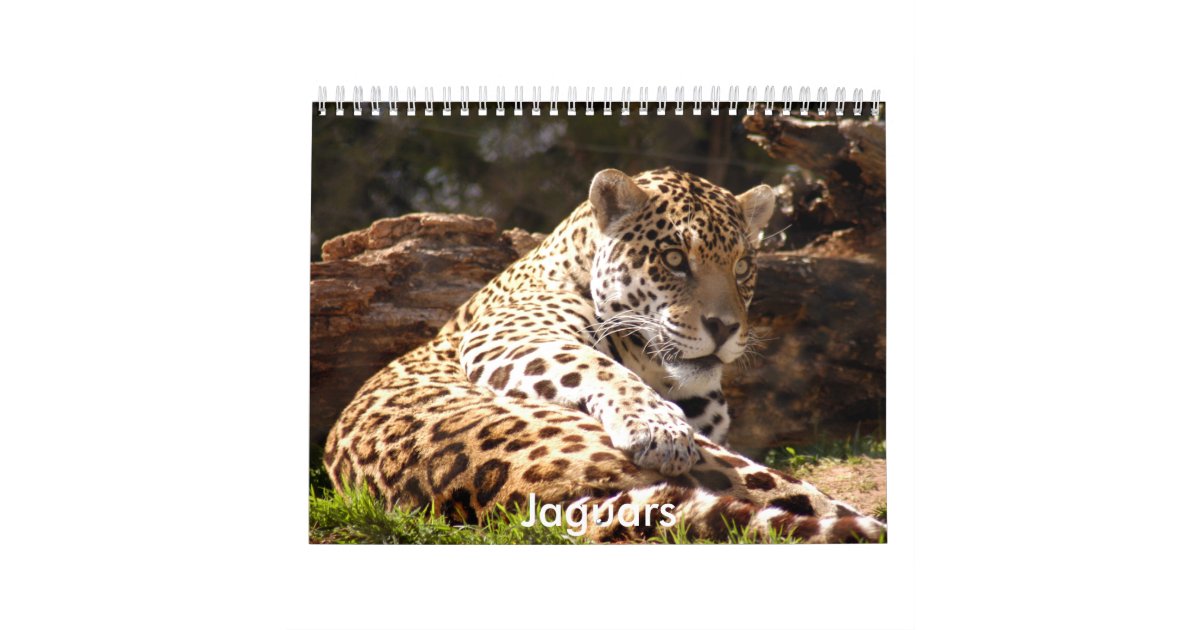 Jaguars Calendar, Jaguars Calendar | Zazzle