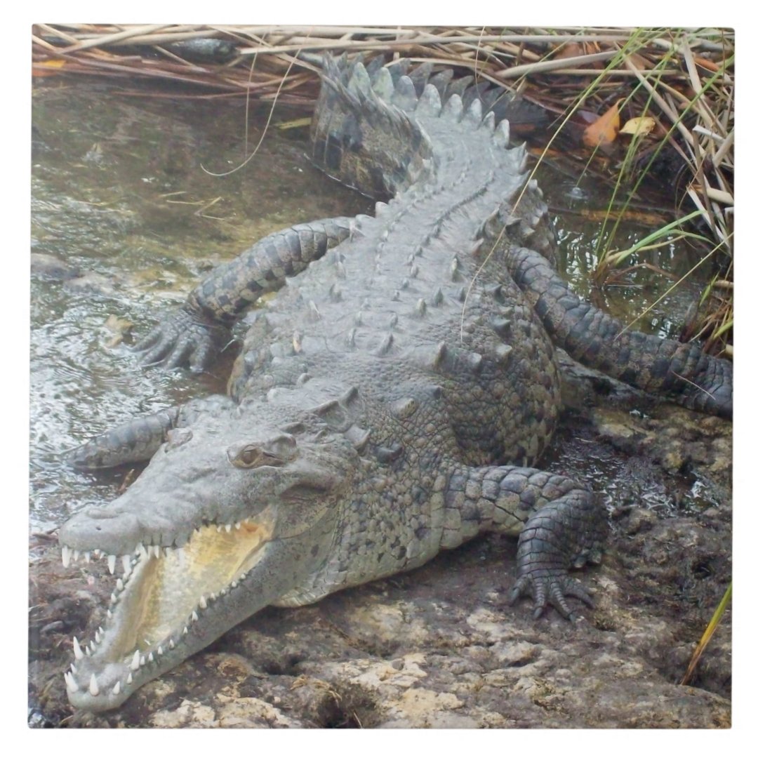Jamaican Salt Water Crocodile Tile | Zazzle