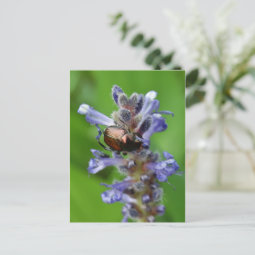 Japanese Beetle on Purple Arrowhead flower Postcard | Zazzle