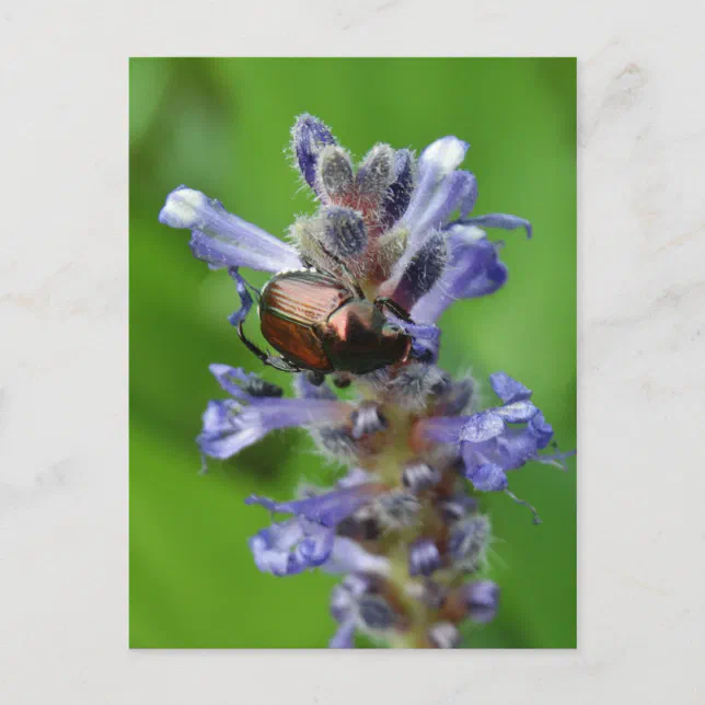 Japanese Beetle on Purple Arrowhead flower Postcard | Zazzle