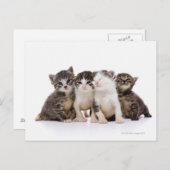 Japanese cat postcard | Zazzle