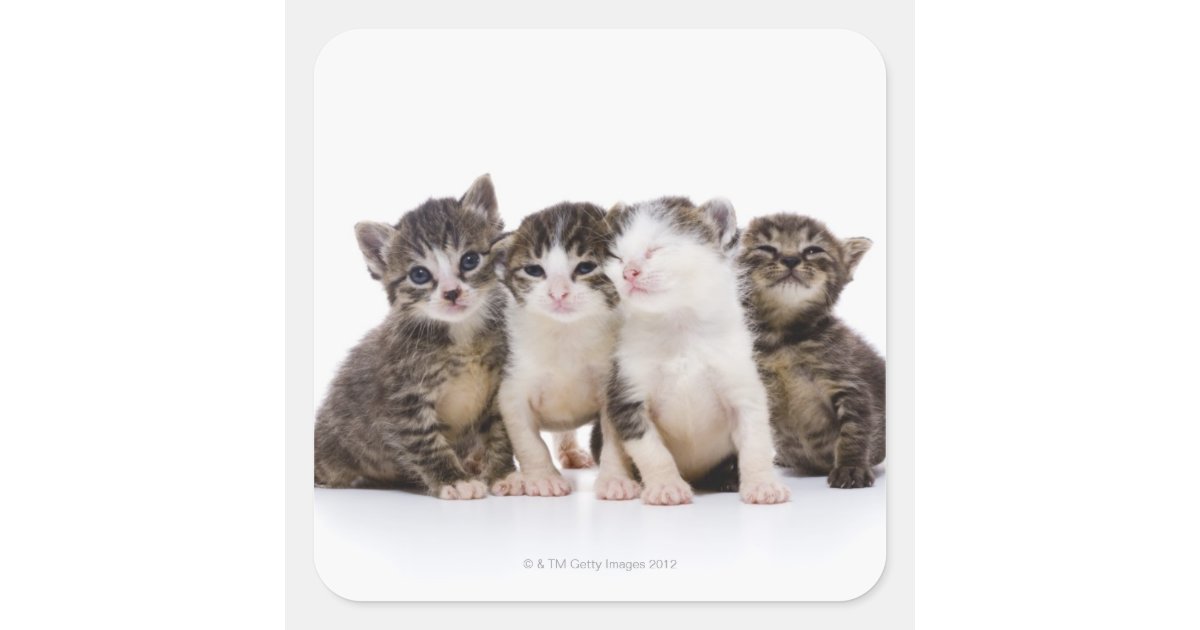 Japanese cat square sticker | Zazzle
