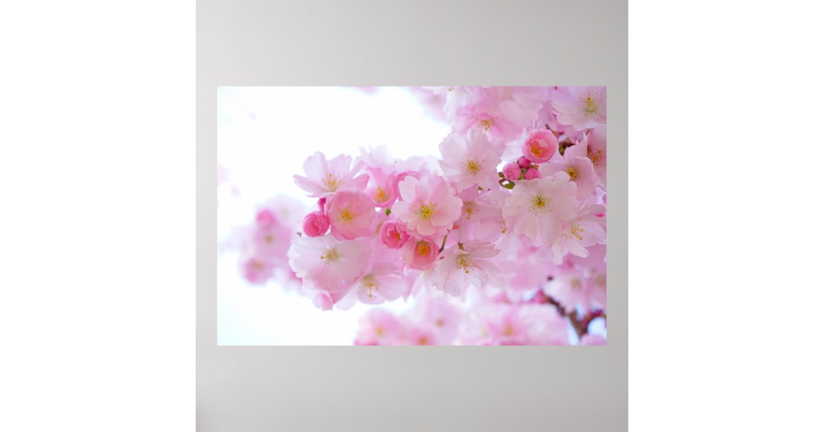 Japanese Cherry Blossom Poster | Zazzle