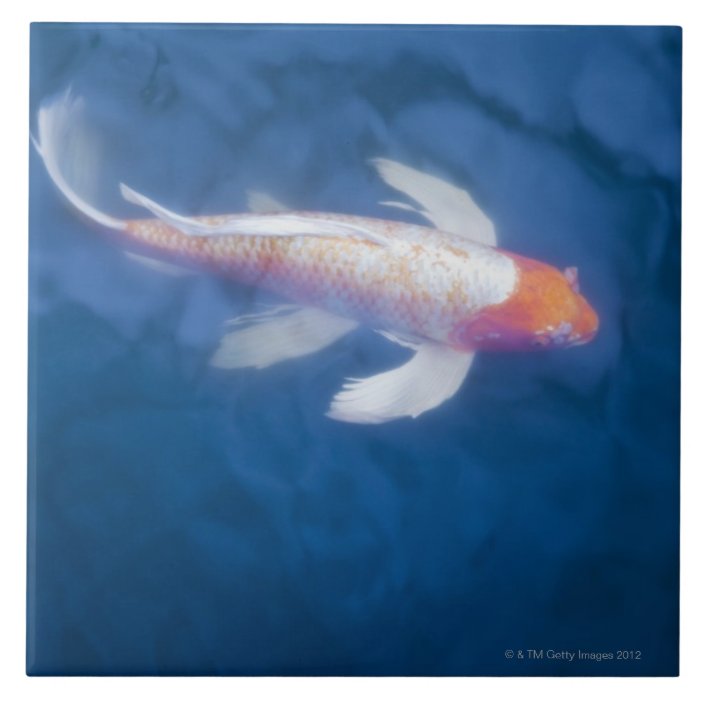 Japanese koi fish in pond, high angle view ceramic tile | Zazzle.com