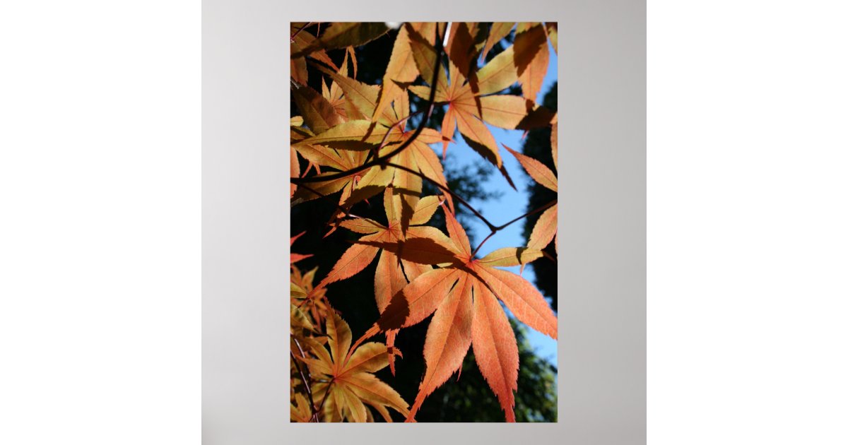 Japanese Maple (2) - Floral Photography Poster | Zazzle