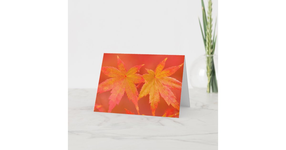 Japanese Maple Card | Zazzle