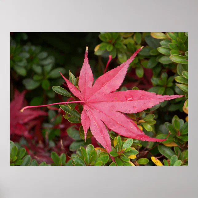 Japanese Maple Leaf Poster | Zazzle