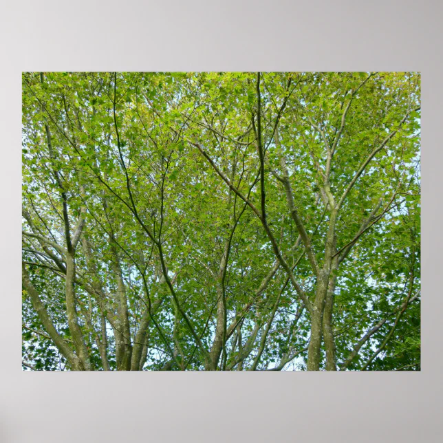 Japanese Maple Poster | Zazzle