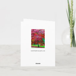 Japanese maple tree Greeting card | Zazzle