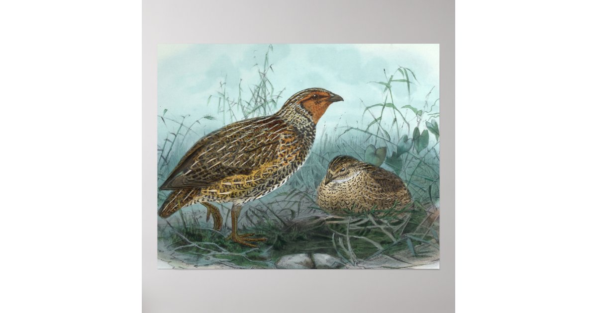 Japanese Quail Vintage Bird Illustration Poster | Zazzle