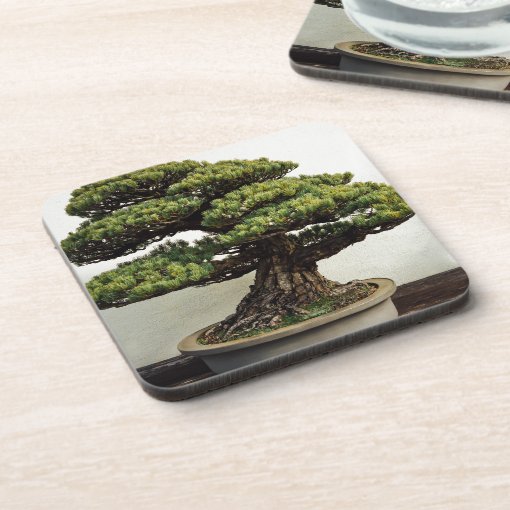 Japanese White Pine Bonsai Tree Coaster | Zazzle