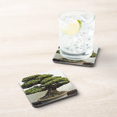 Japanese White Pine Bonsai Tree Coaster | Zazzle