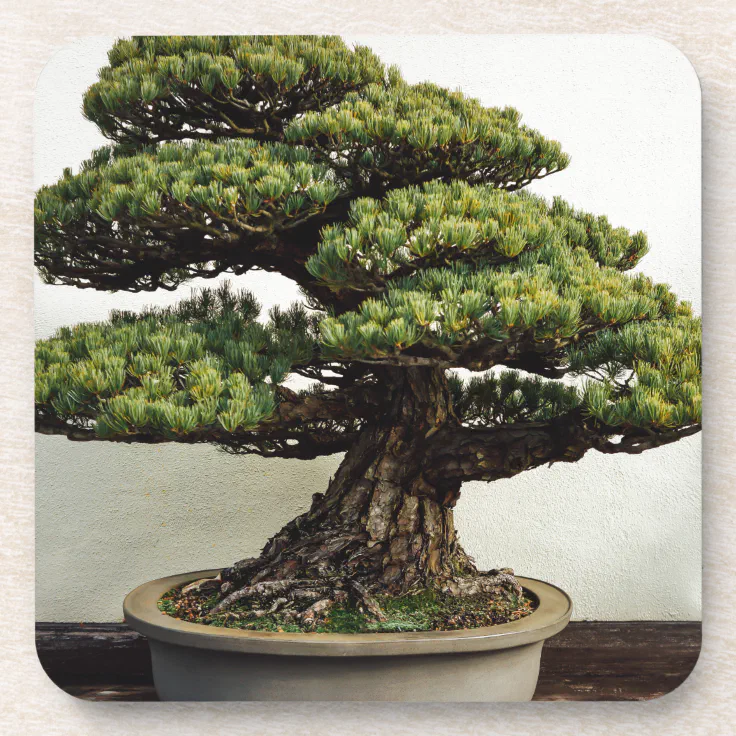 Japanese White Pine Bonsai Tree Coaster | Zazzle