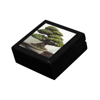 Japanese White Pine Bonsai Tree Gift Box | Zazzle