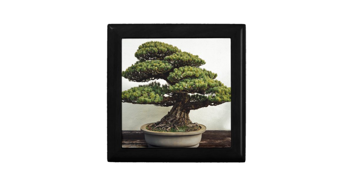 Japanese White Pine Bonsai Tree Gift Box | Zazzle