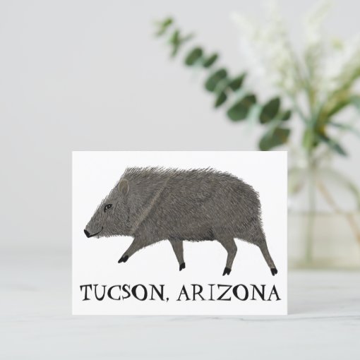 Javelina TUCSON Desert Wild Animal Peccary Nature Postcard | Zazzle