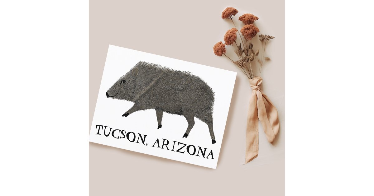 Javelina TUCSON Desert Wild Animal Peccary Nature Postcard | Zazzle