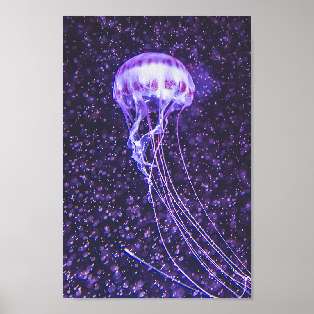 Jellyfish Poster | Zazzle
