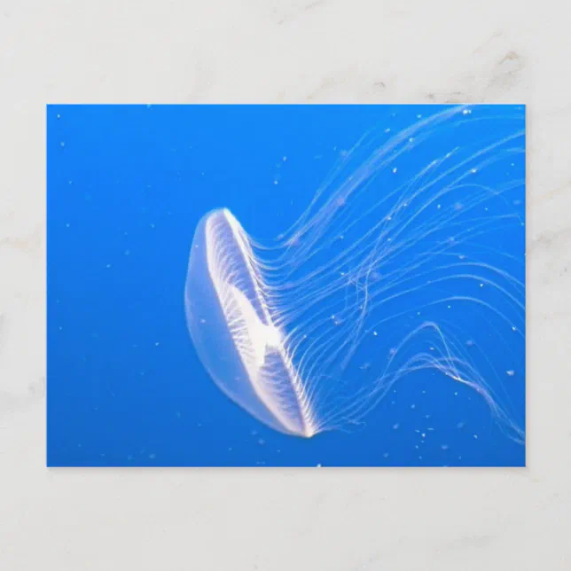 Jellyfish Tentacles Postcard | Zazzle