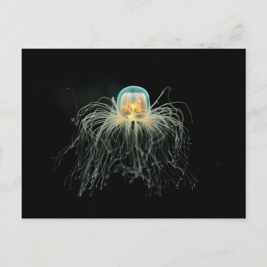 Jellyfish (turritopsis nutricula) postcard | Zazzle