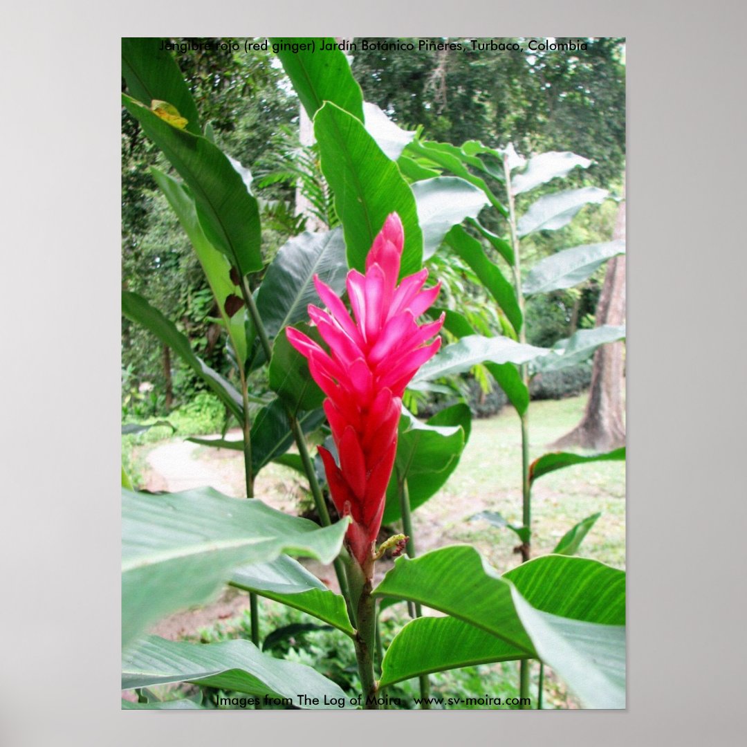 Jengibre rojo (red ginger) poster | Zazzle