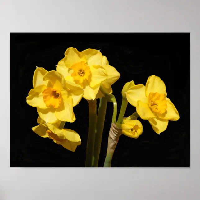 Jonquil Flowers Poster | Zazzle