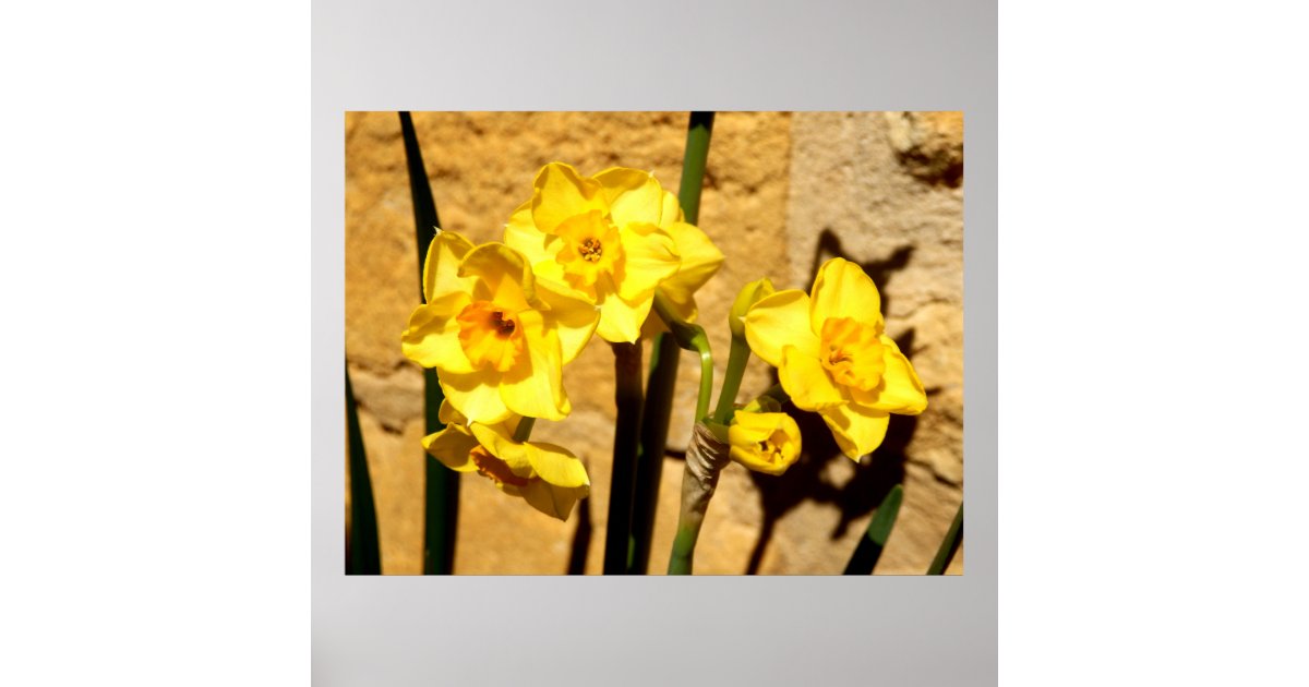Jonquil Flowers Poster | Zazzle